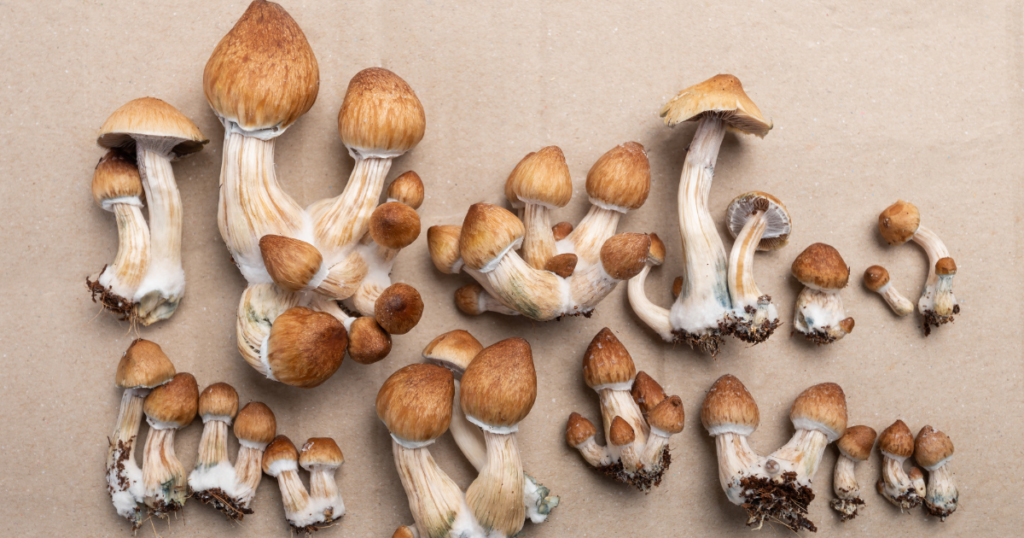 Can You Smoke Psilocybin? What Happens When You Try - Touchstone ...